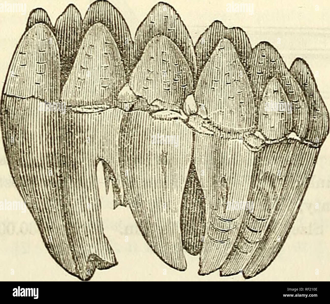 . Catalogue of casts of fossils, from the principal museums of Europe ...