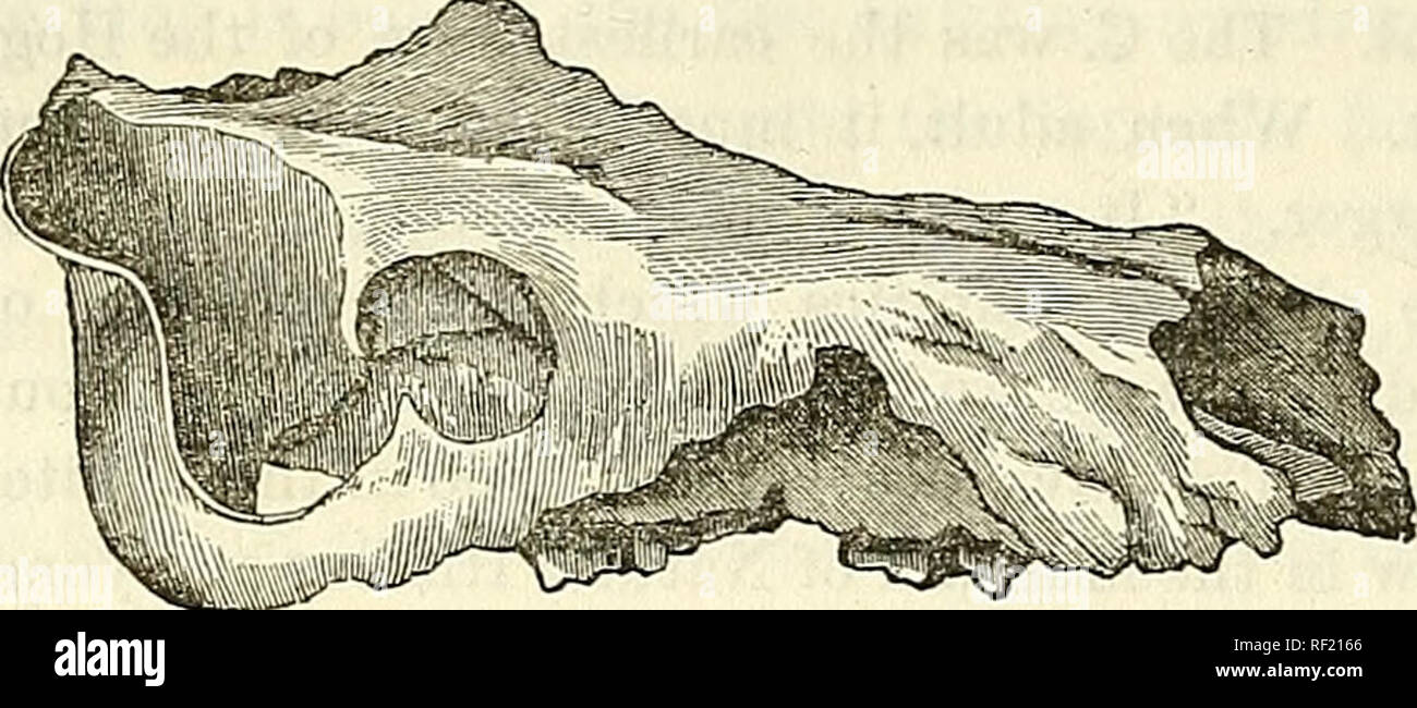. Catalogue of casts of fossils, from the principal museums of Europe ...
