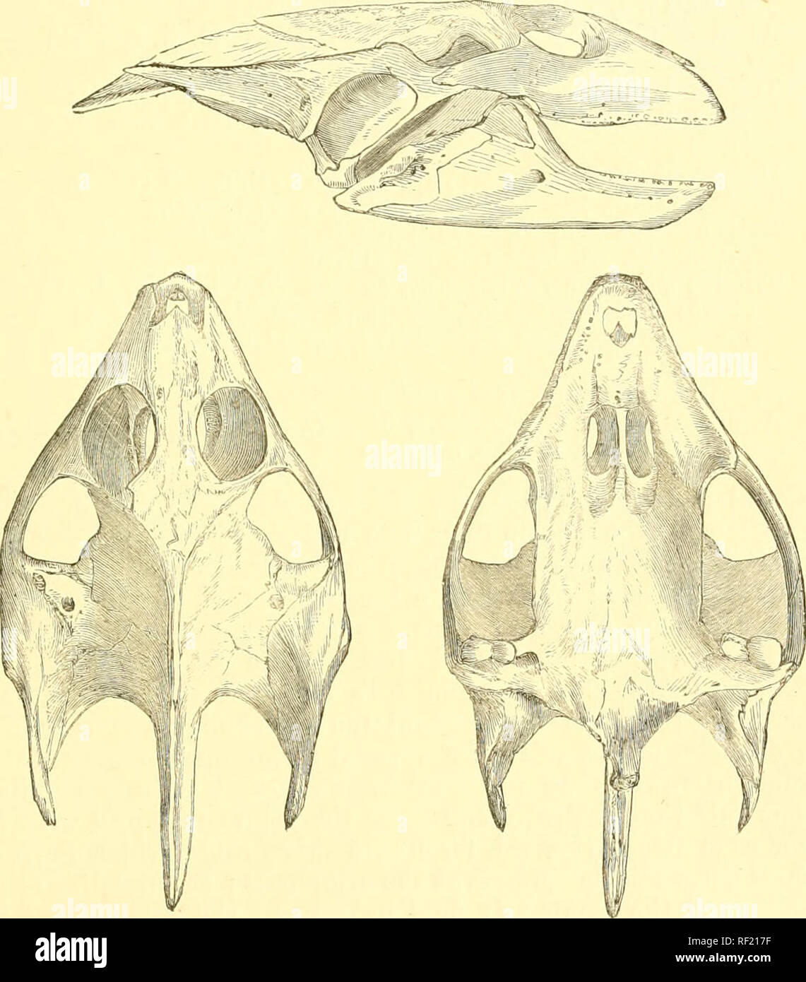 . Catalogue of the chelonians, rhynchocephalians, and crocodiles in the ...