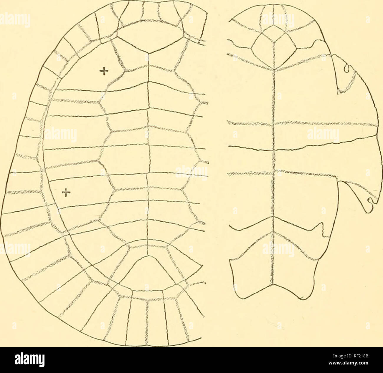 . Catalogue of the chelonians, rhynchocephalians, and crocodiles in the ...