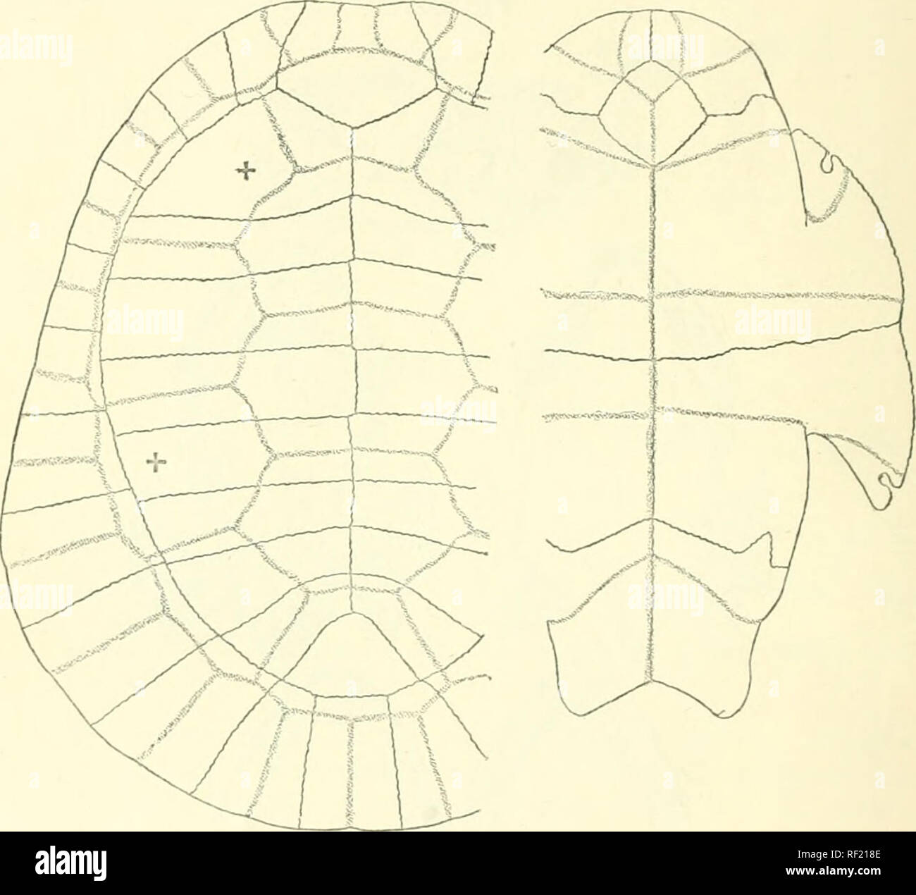 . Catalogue of the chelonians, rhynchocephalians, and crocodiles in the ...
