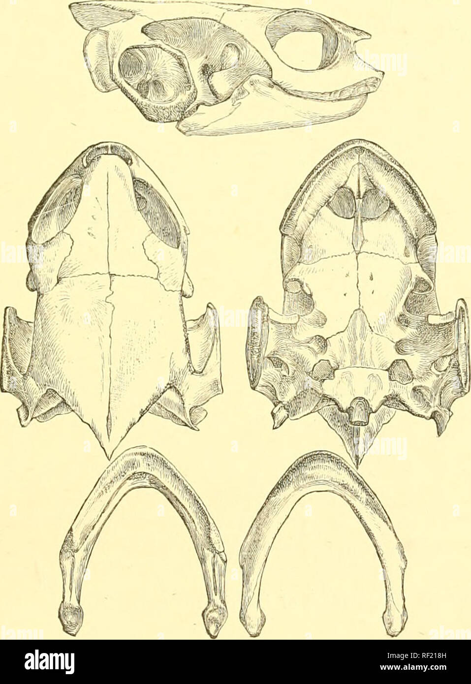 Yellow neck shield hi-res stock photography and images - Alamy