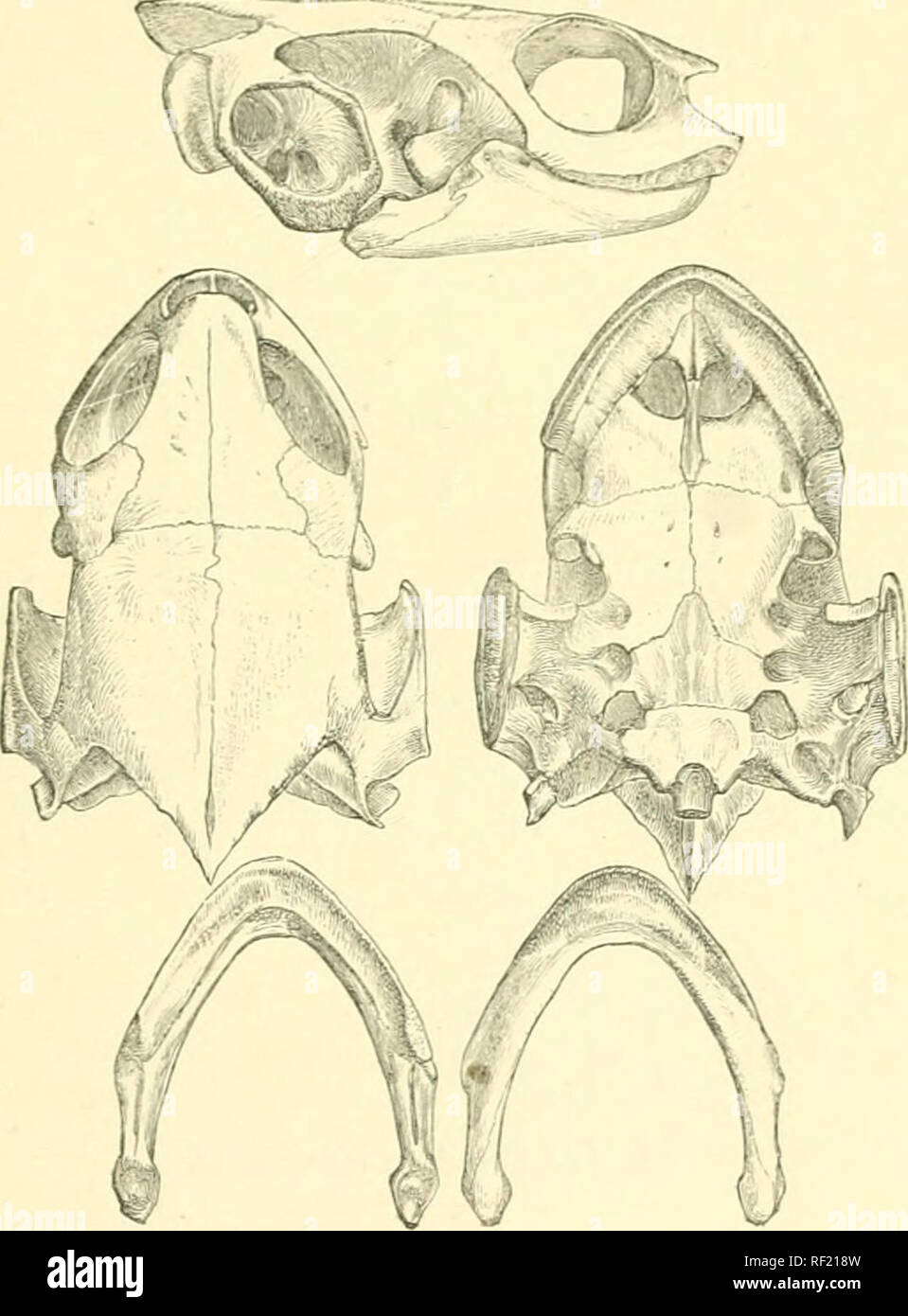 . Catalogue of the chelonians, rhynchocephalians, and crocodiles in the ...