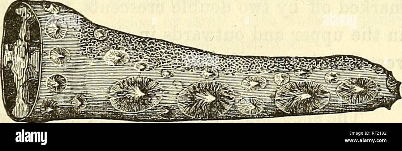 Glyptodon skeleton hi-res stock photography and images - Alamy