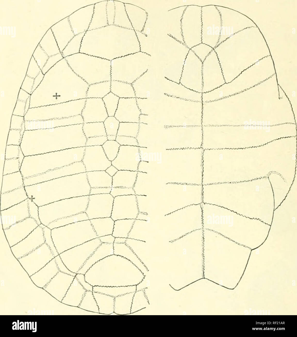 . Catalogue of the chelonians, rhynchocephalians, and crocodiles in the ...