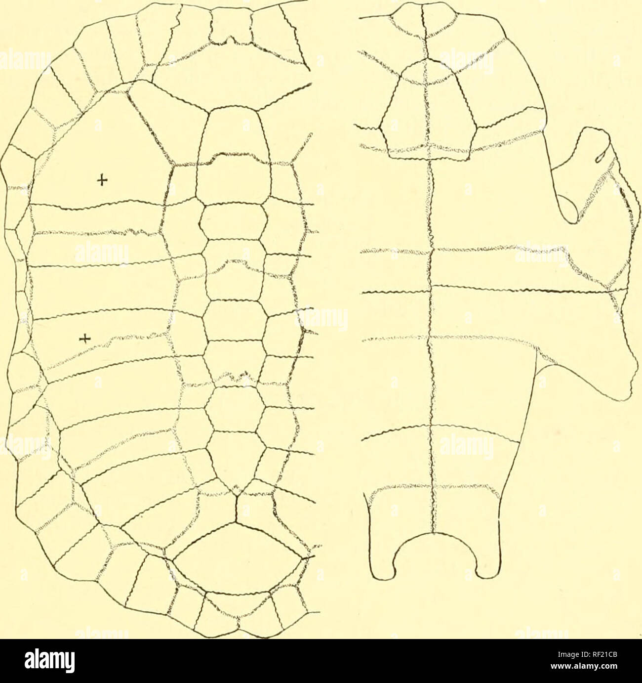 . Catalogue of the chelonians, rhynchocephalians, and crocodiles in the ...
