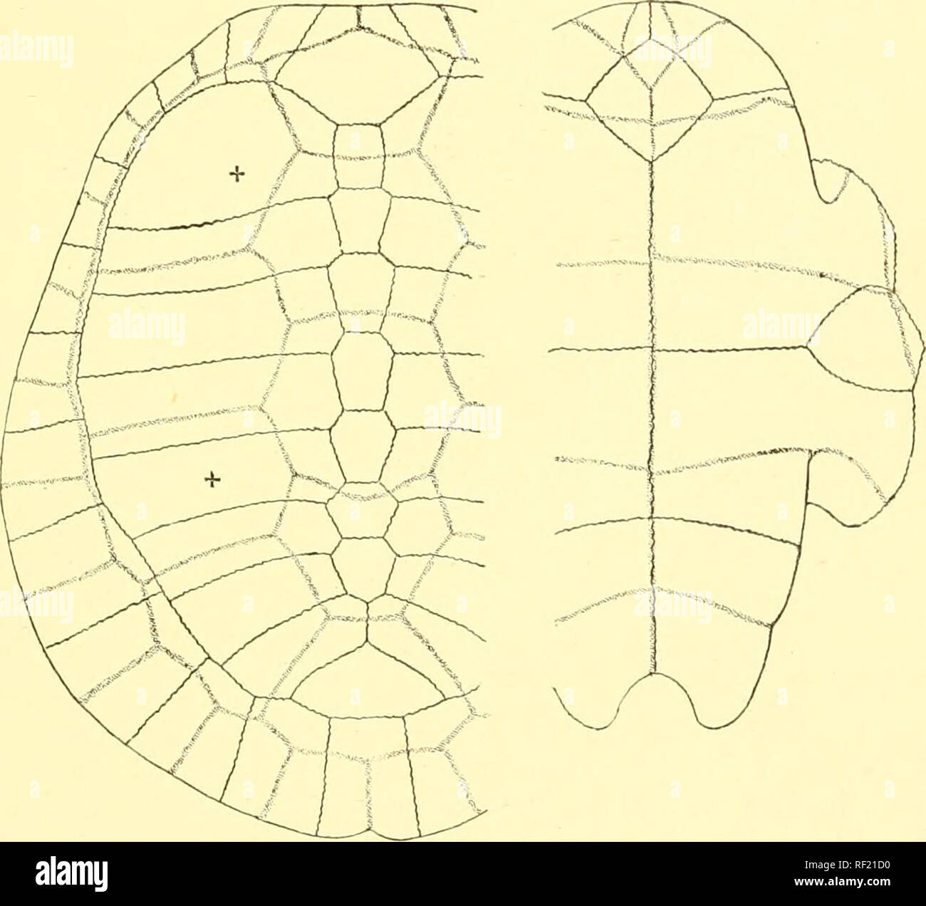 . Catalogue of the chelonians, rhynchocephalians, and crocodiles in the ...