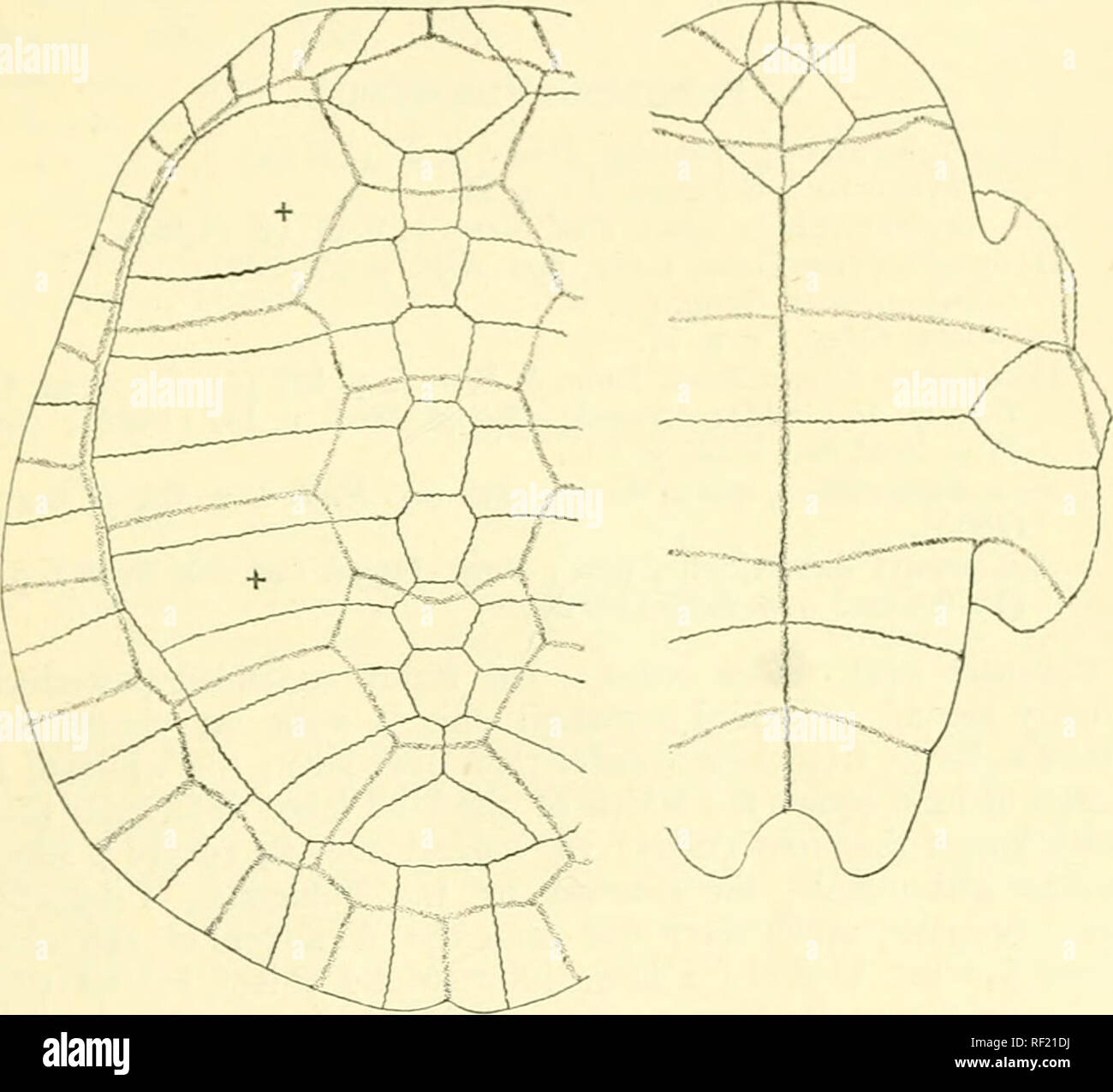 . Catalogue of the chelonians, rhynchocephalians, and crocodiles in the ...