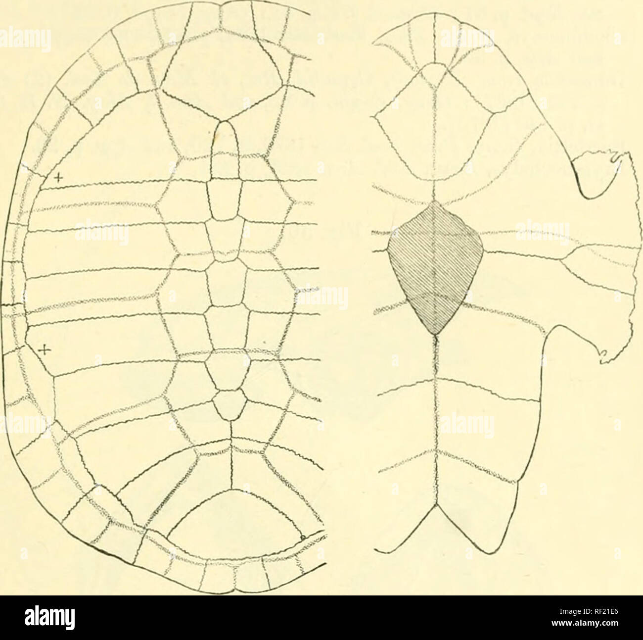 . Catalogue of the chelonians, rhynchocephalians, and crocodiles in the ...