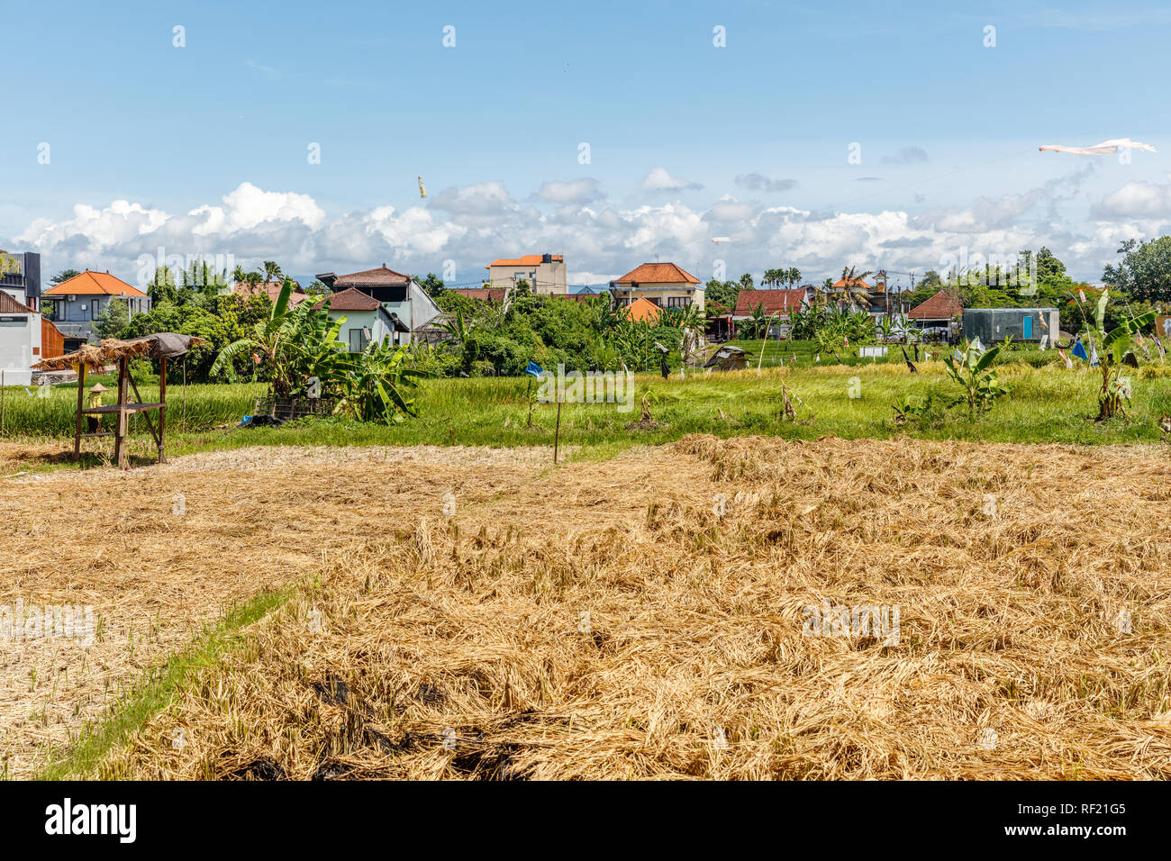 Rice fields, houses of Balinese village, clouds. Rural landscape, Bali ...