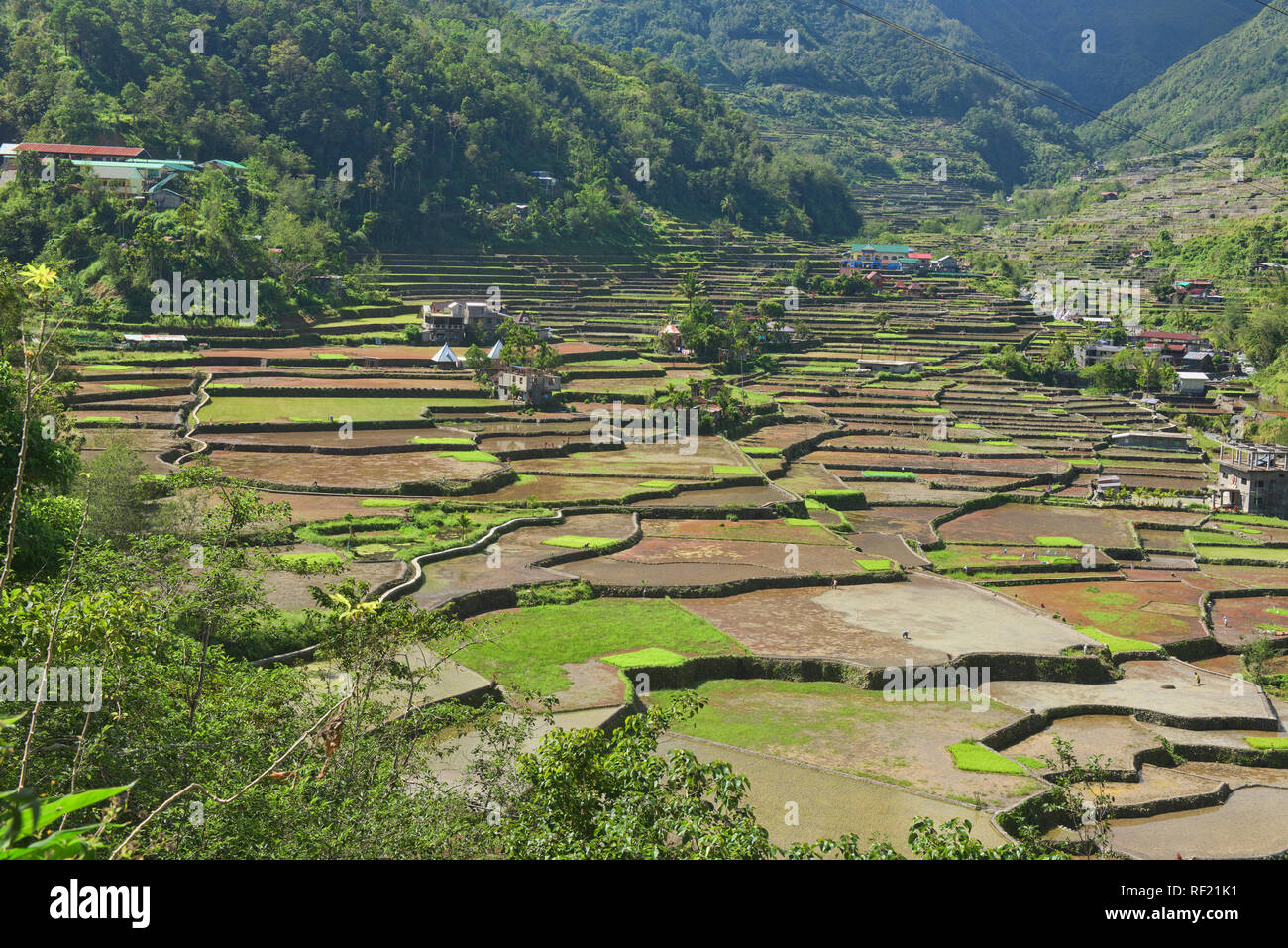 The beautiful UNESCO rice terraces in Hapao, Banaue, Mountain Province ...