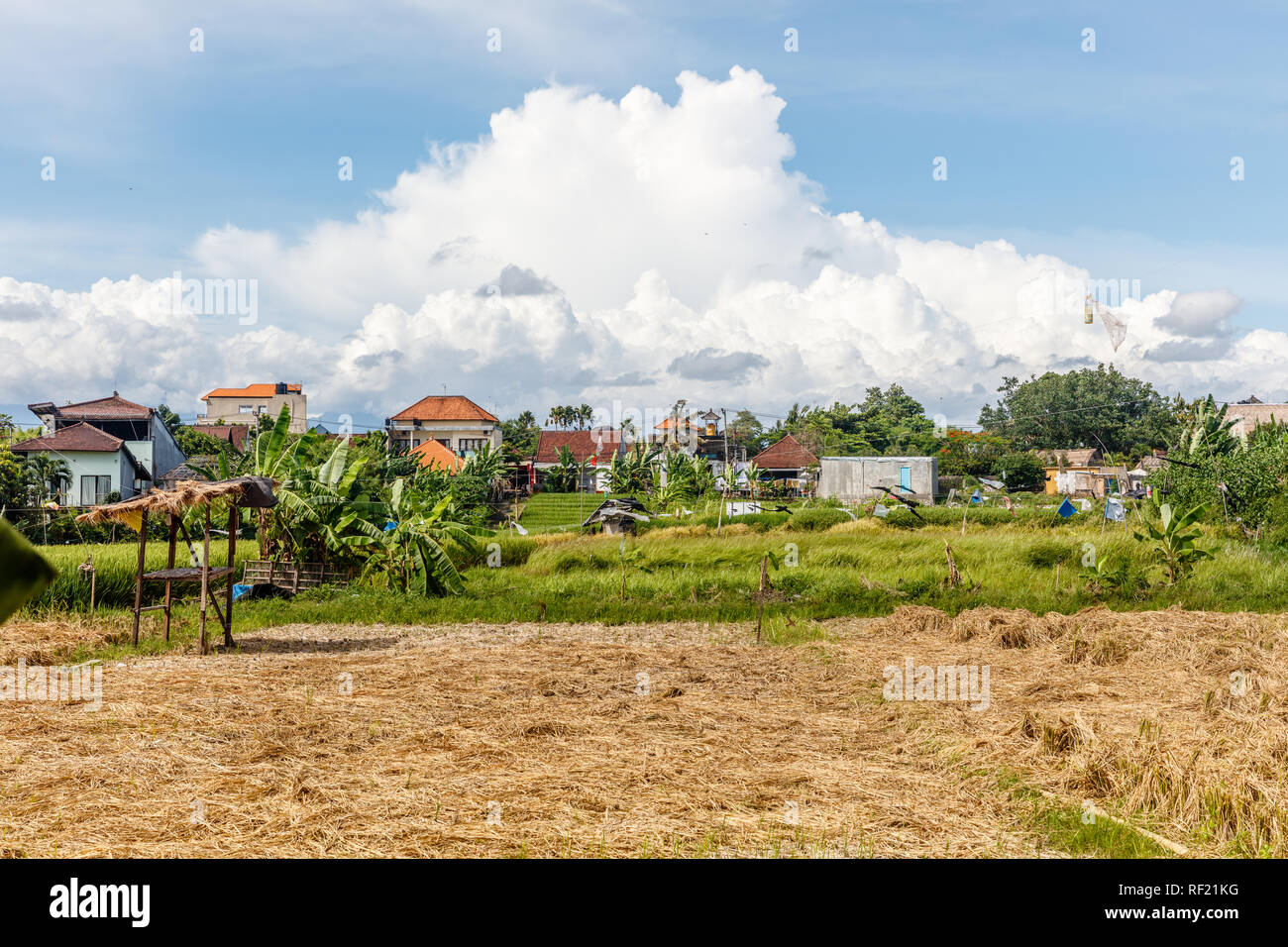 Green bali scenery landscape hi-res stock photography and images - Alamy