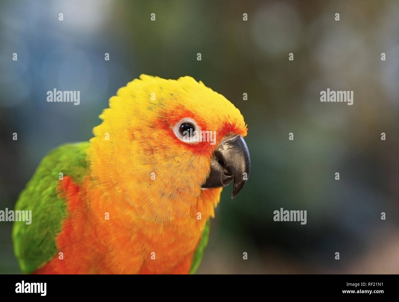 Beautiful color bird hi-res stock photography and images - Alamy