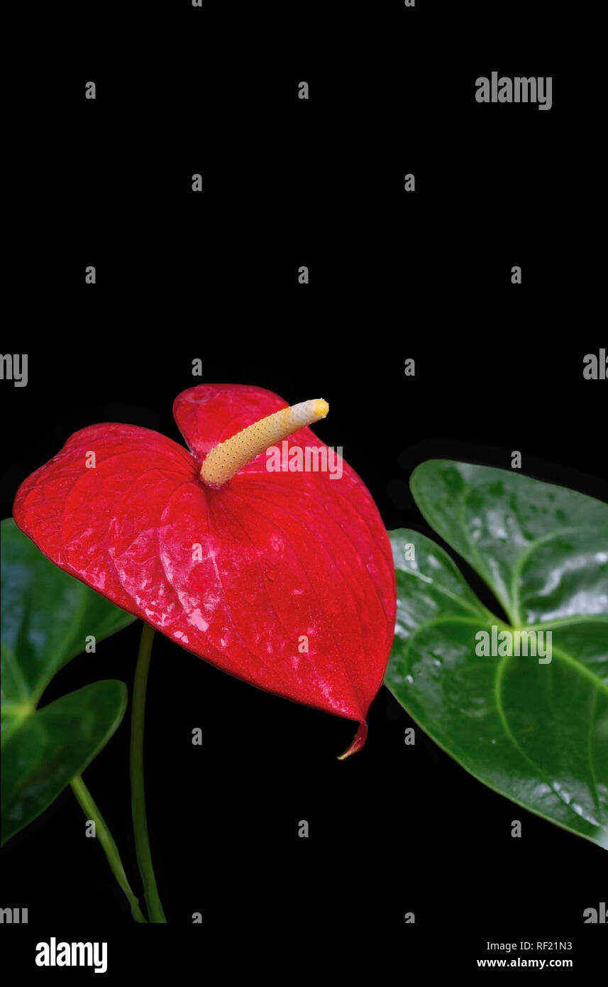 Anthurium red love hi-res stock photography and images - Alamy