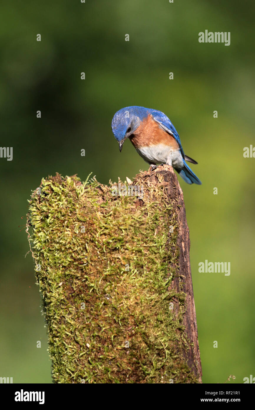 Species making a comeback hi-res stock photography and images - Alamy