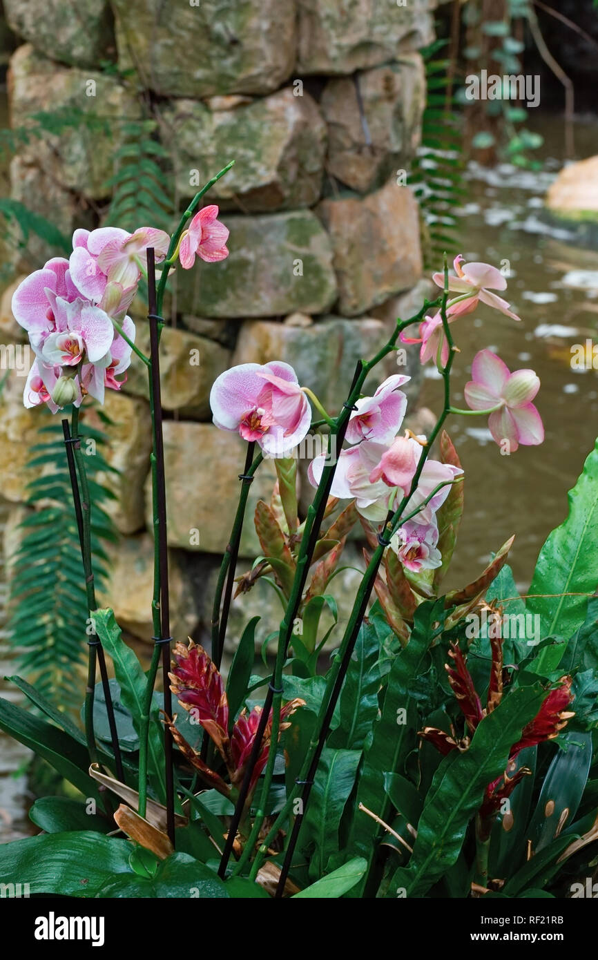 Beautiful orchids hi-res stock photography and images - Alamy