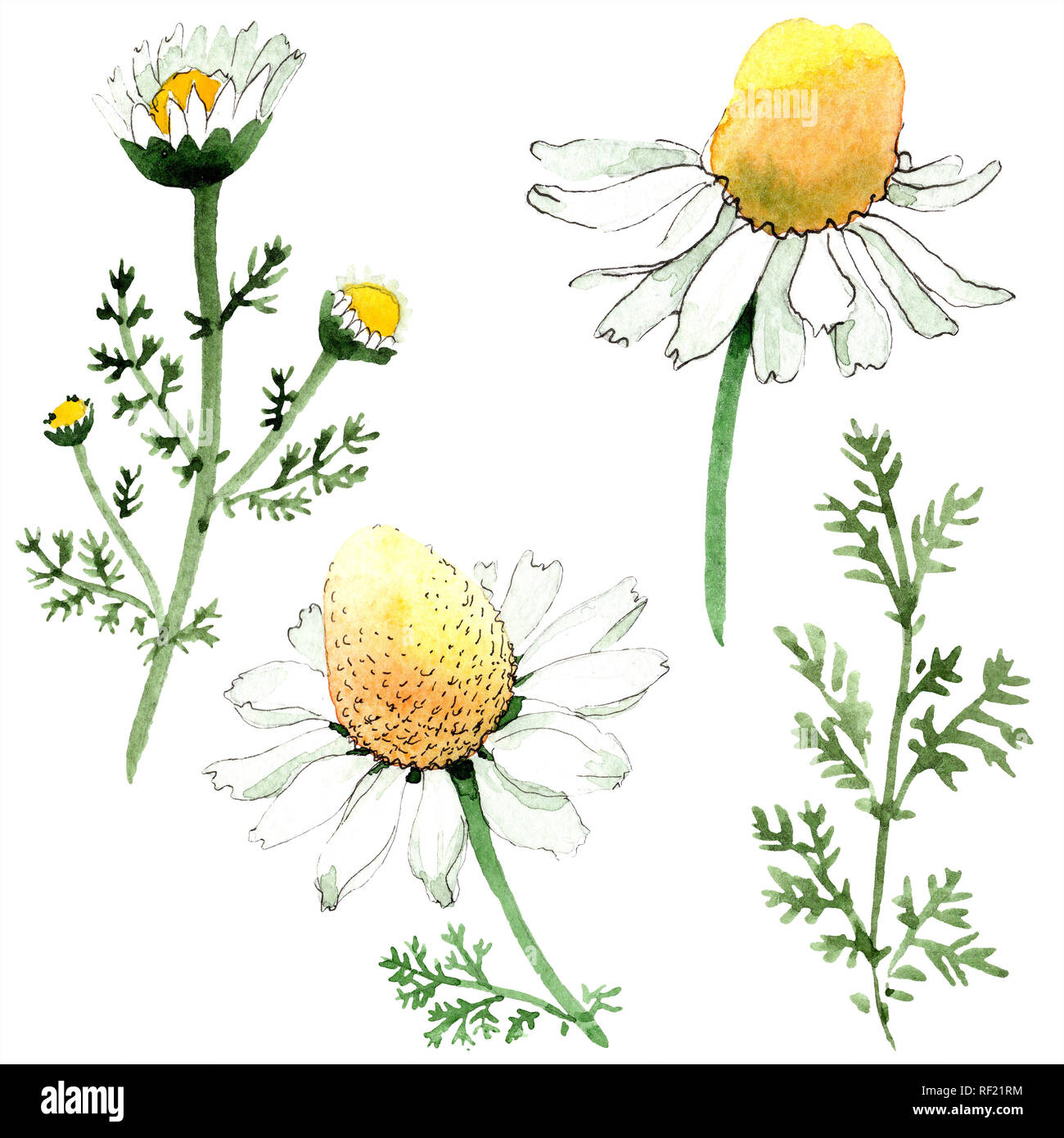 Chamomile Flower Drawing