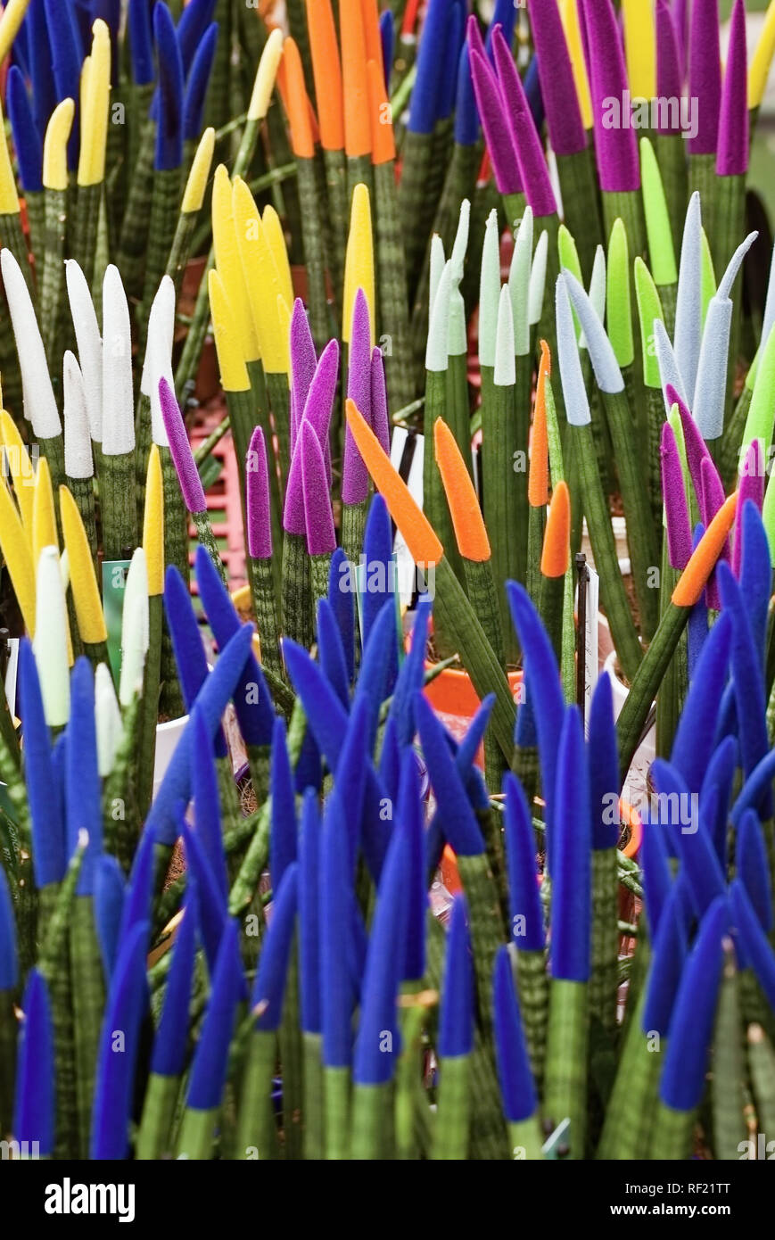 Multi color plant hi-res stock photography and images - Alamy