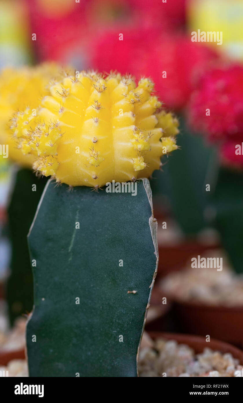 Morning blossom cactus flower hi-res stock photography and images - Alamy