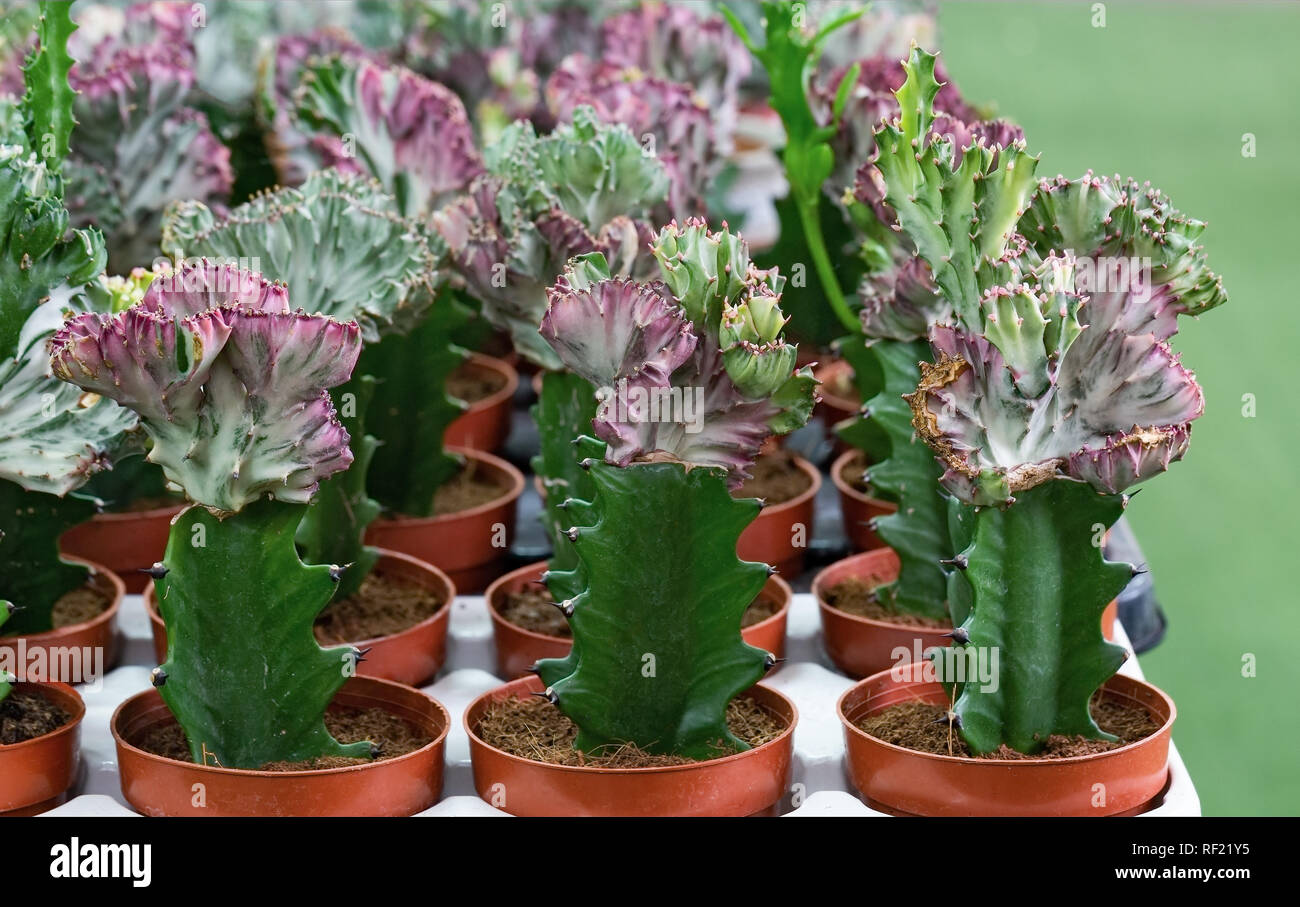 Beautiful cactus hi-res stock photography and images - Alamy