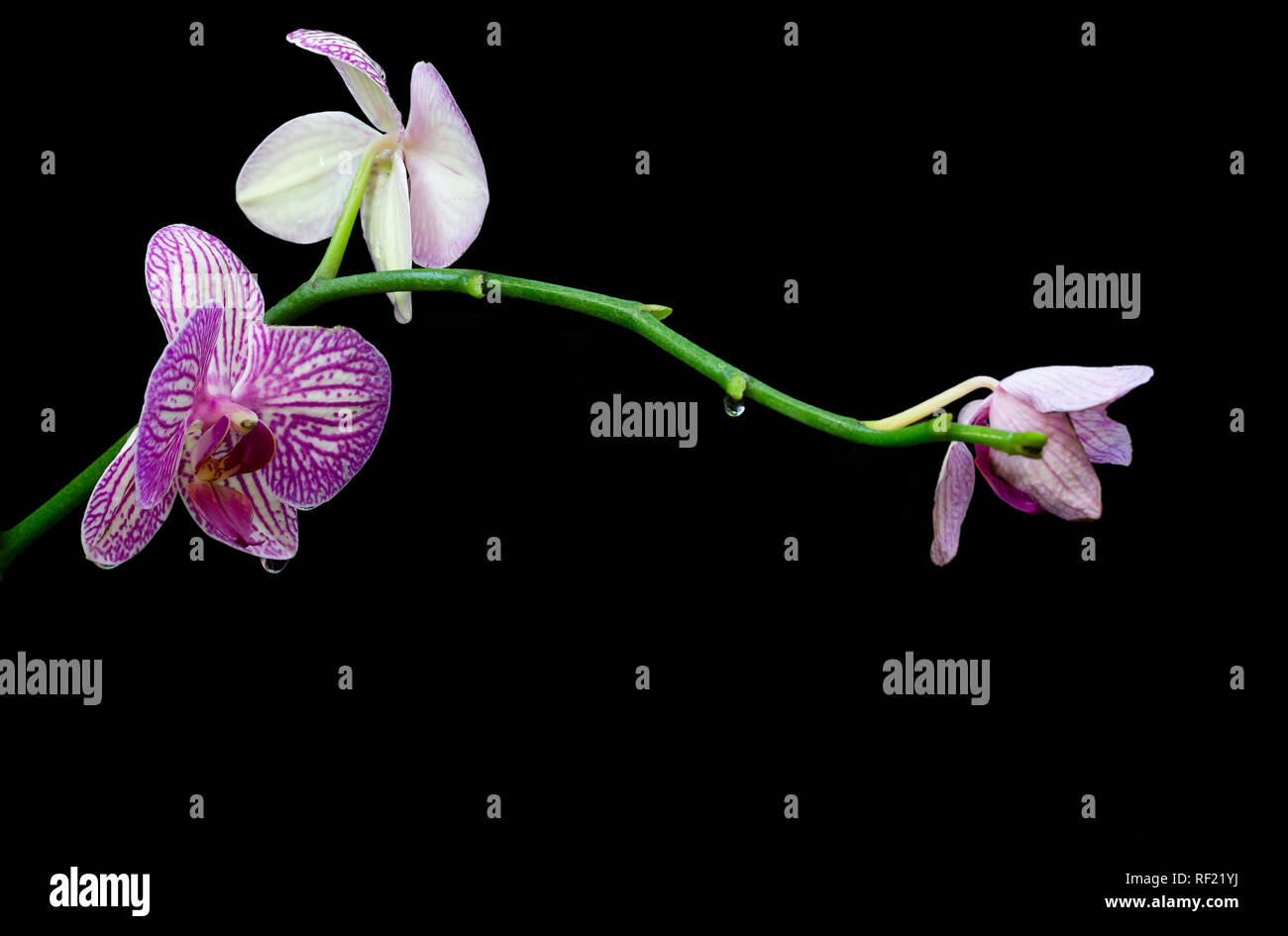 Beautiful orchids on a black background Stock Photo - Alamy