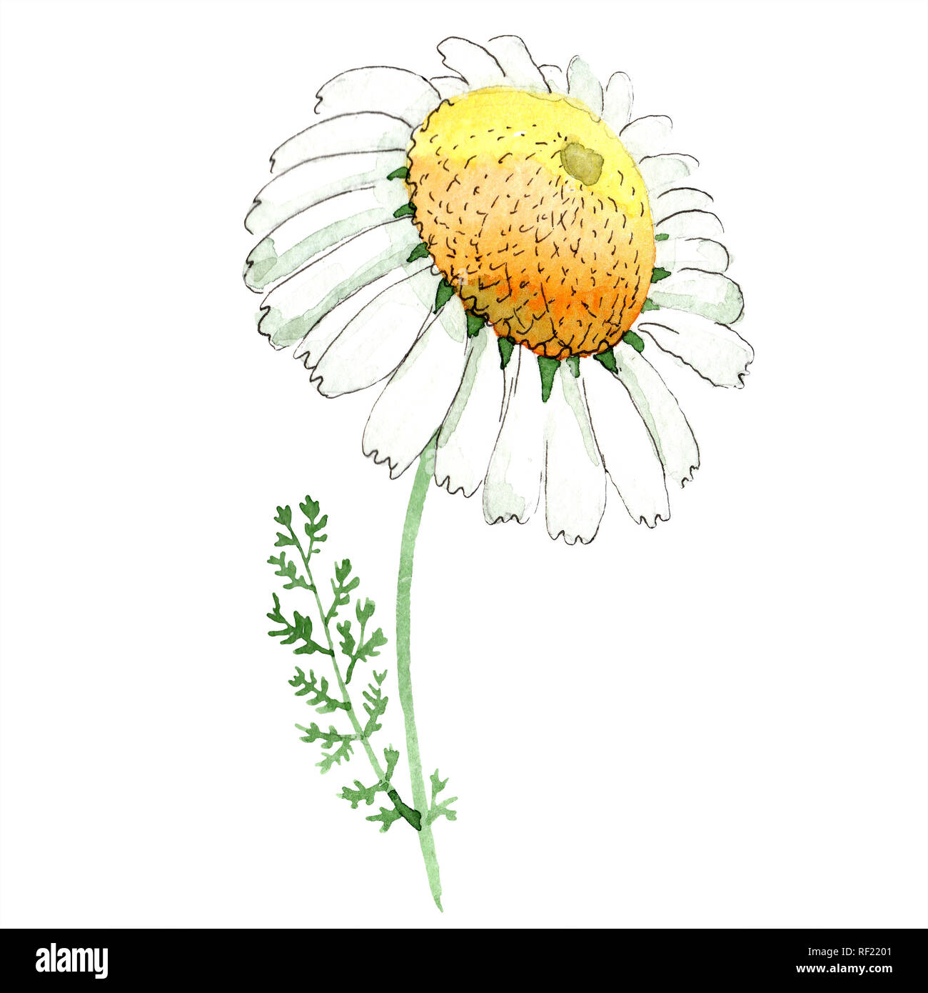 Chamomile floral botanical flower. Wild spring leaf wildflower isolated ...