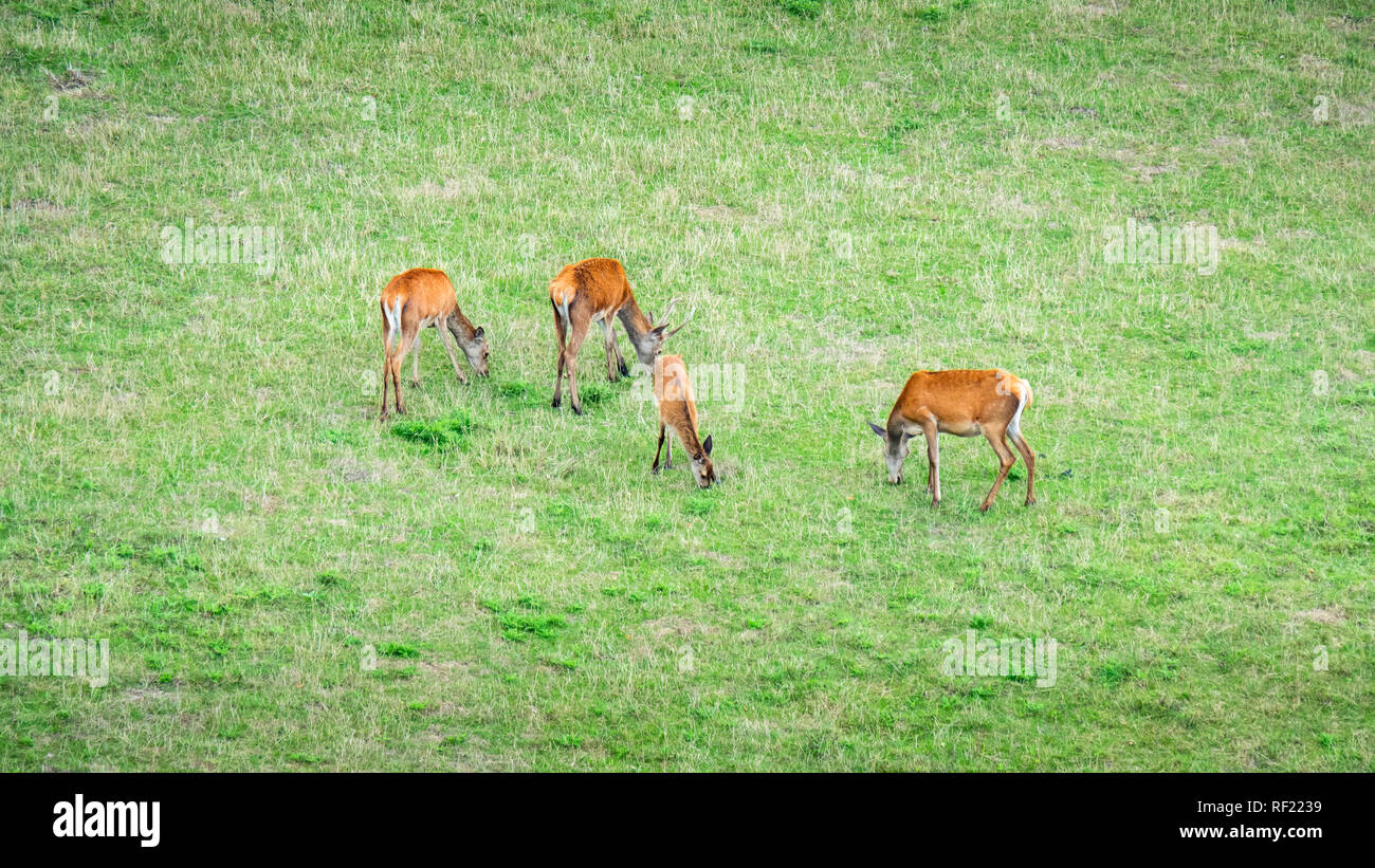 An image of four red deer in the green meadow Stock Photo - Alamy