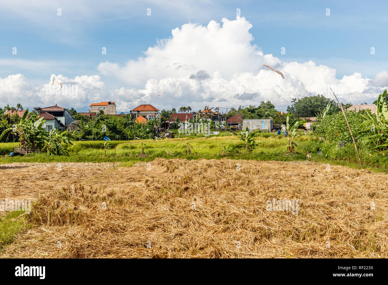 Rice fields, houses of Balinese village, clouds. Rural landscape, Bali ...