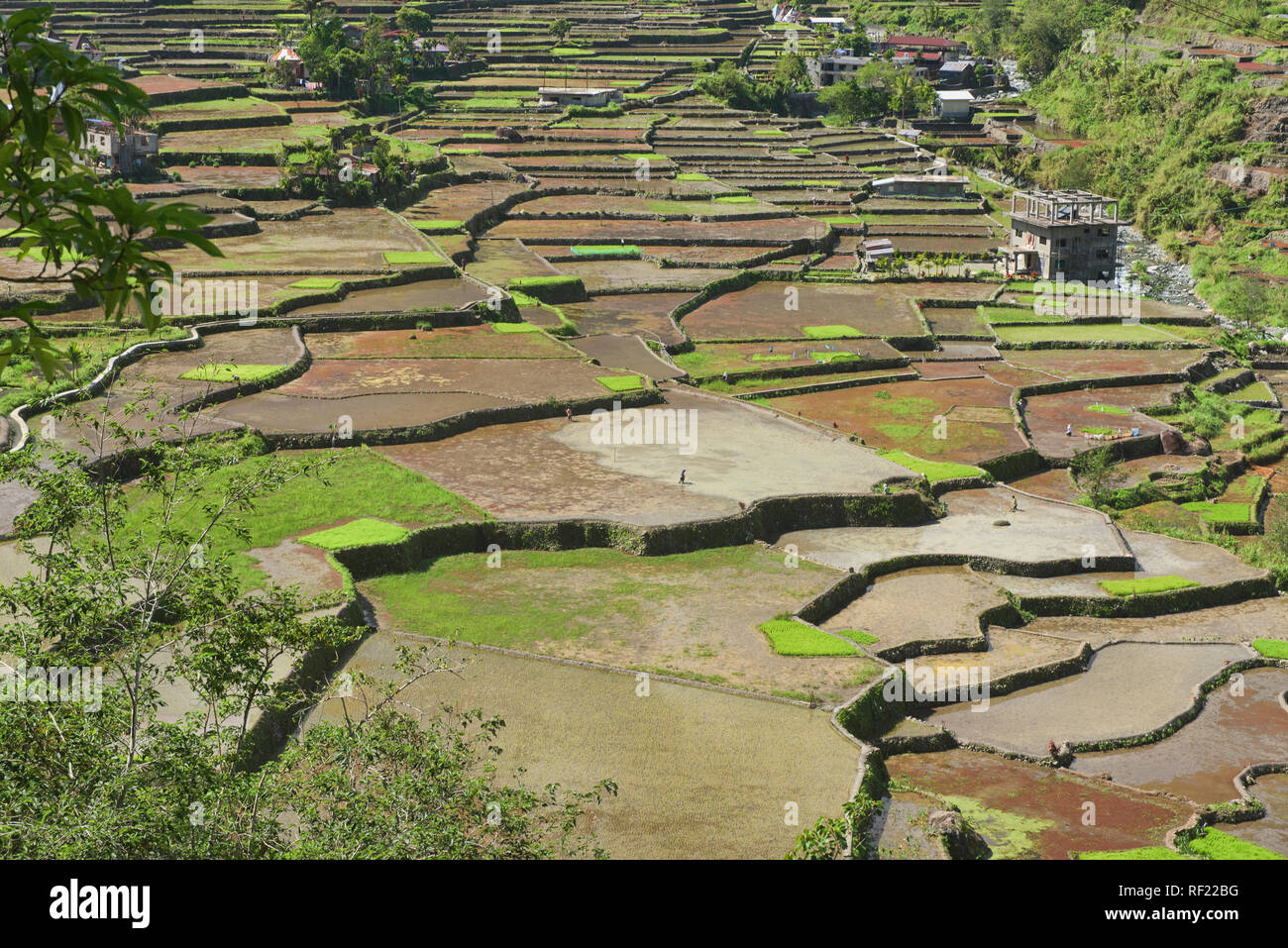 The beautiful UNESCO rice terraces in Hapao, Banaue, Mountain Province ...