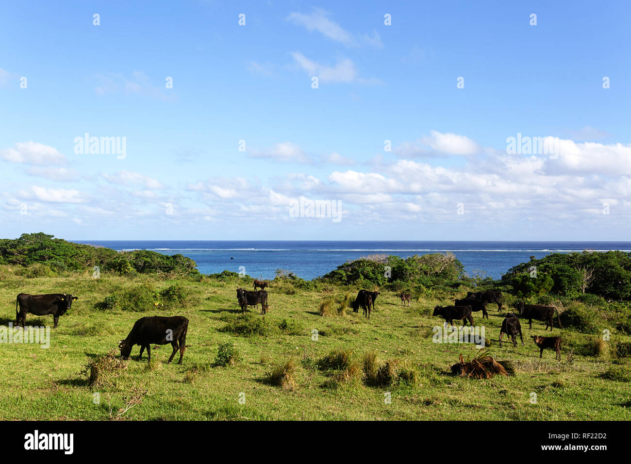 Ishigaki cattle hi-res stock photography and images - Alamy