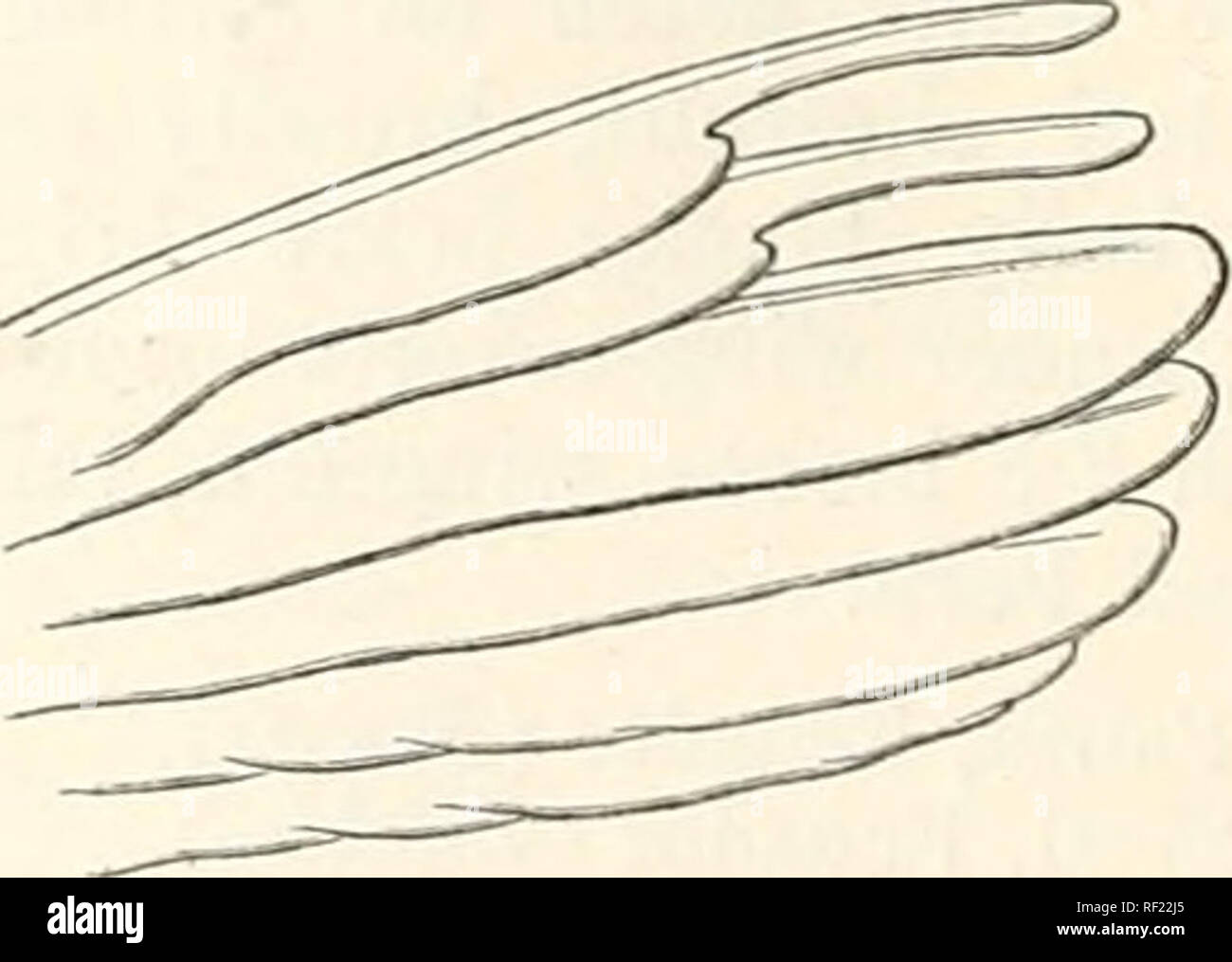 Emarginated hi-res stock photography and images - Alamy