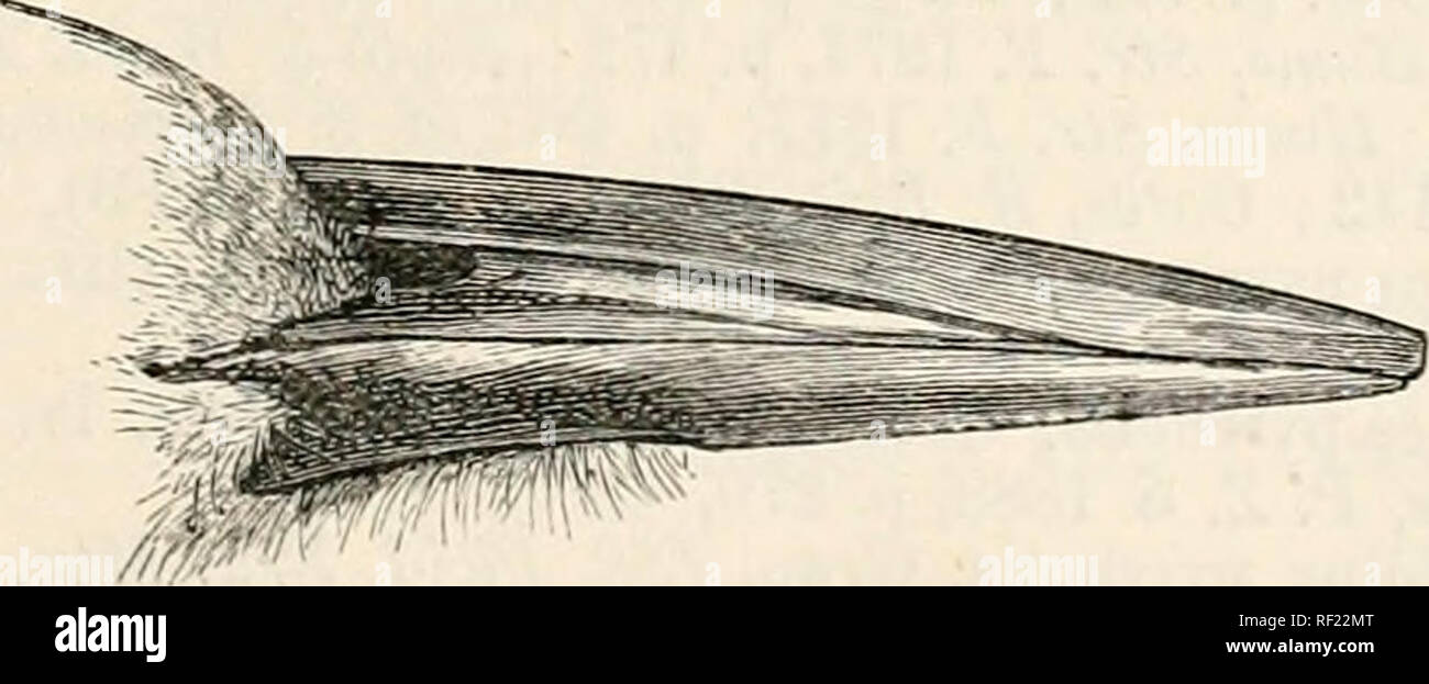 . Catalogue of the Birds in the British Museum. 27. LEPOCESTES. 379 ...