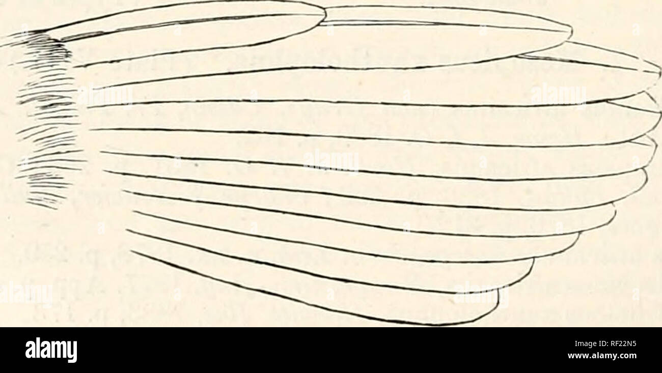 . Catalogue of the Birds in the British Museum. 376 Adult male. Back ...