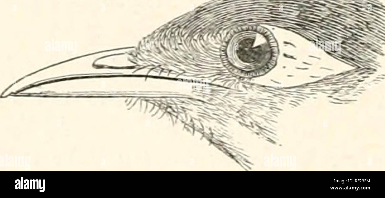 . Catalogue of the Birds in the British Museum. 253 MELIPHAGIDJ!. â ...