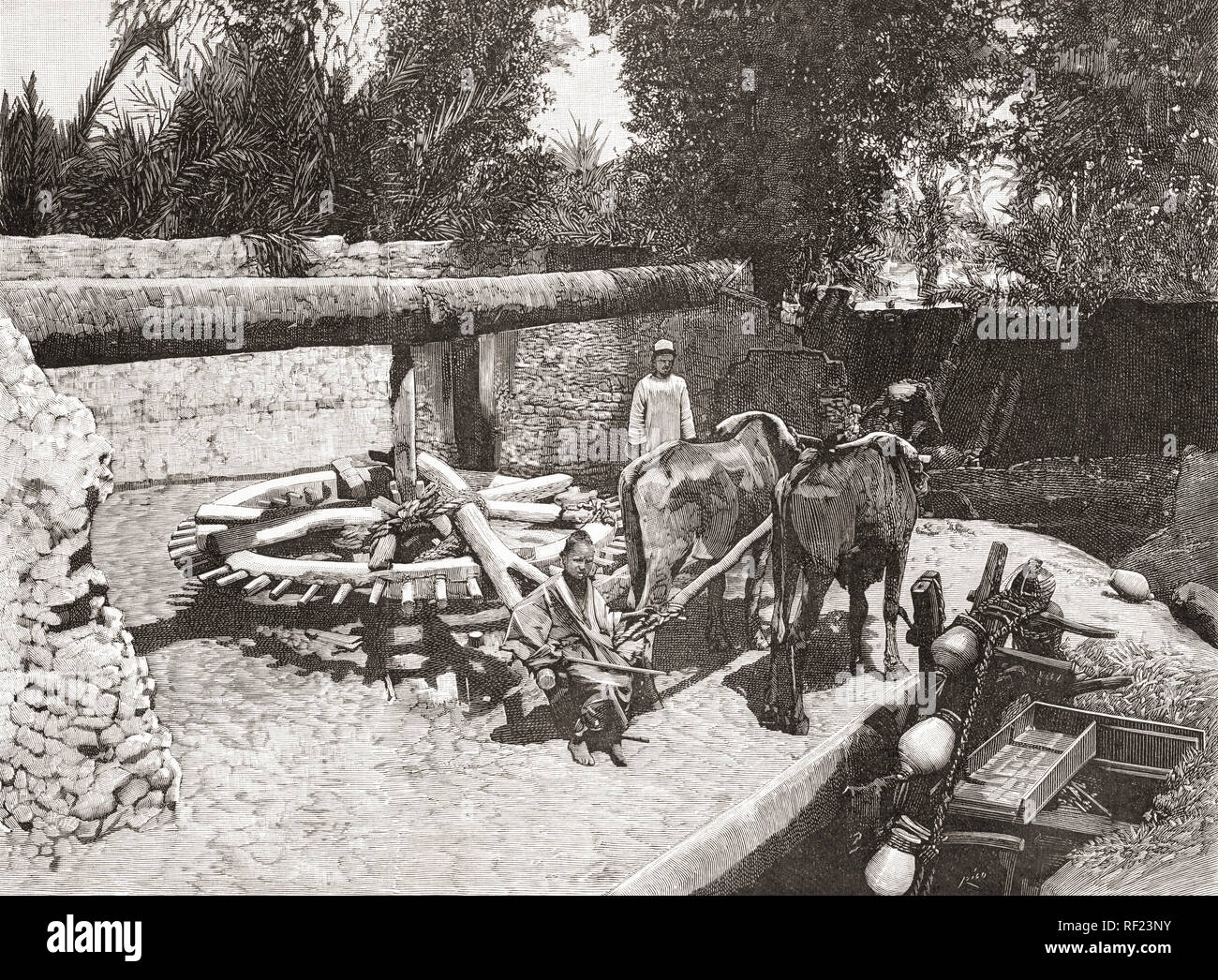 Agriculture in ancient Egypt, using a wheel or tabut and oxen. From La ...