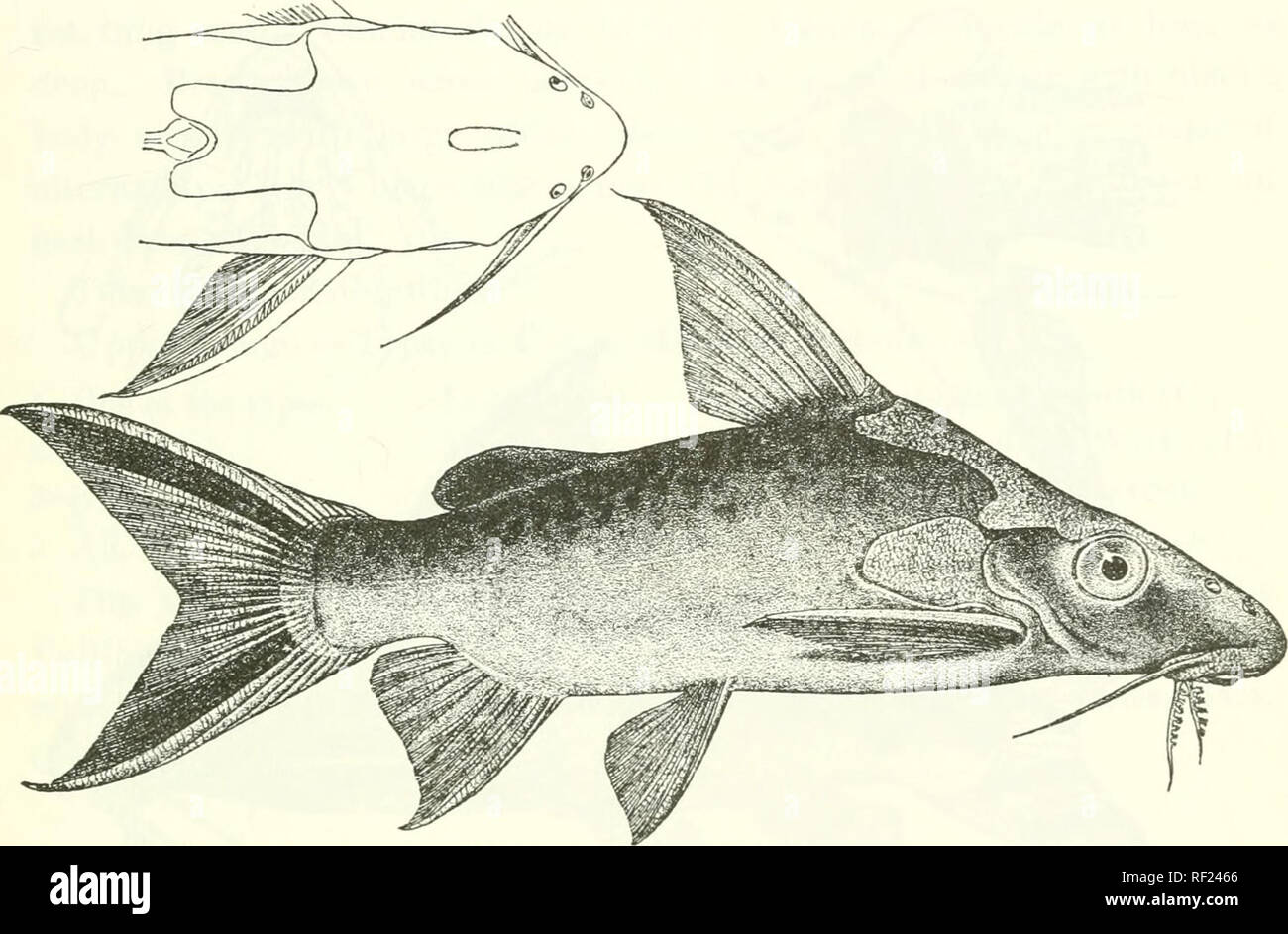 Maxillary barbel hi-res stock photography and images - Alamy