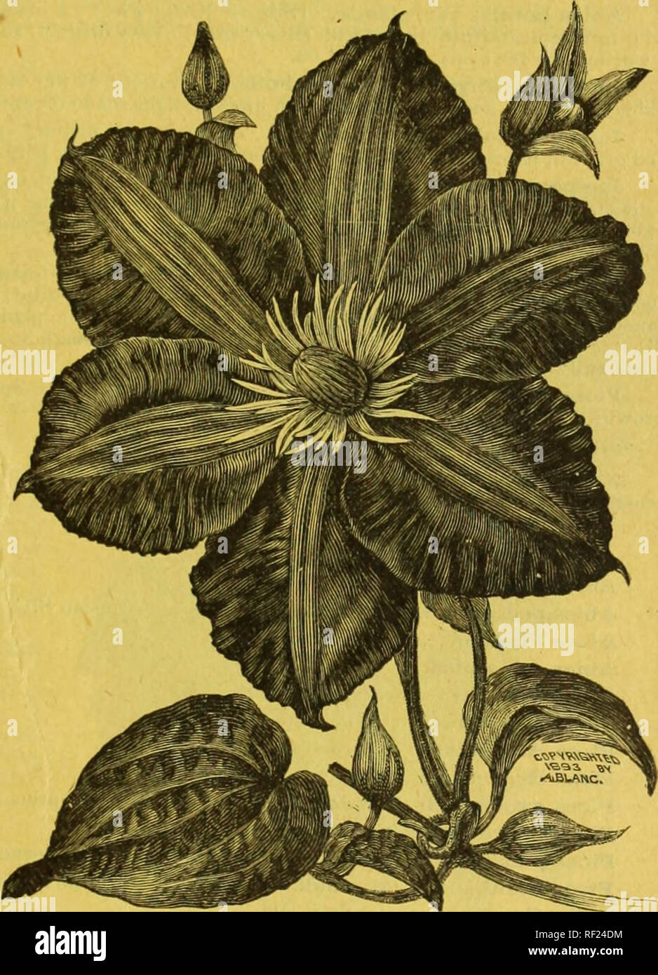 Atis fruit hi-res stock photography and images - Alamy