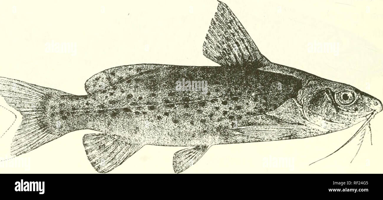 Maxillary barbel hi-res stock photography and images - Alamy