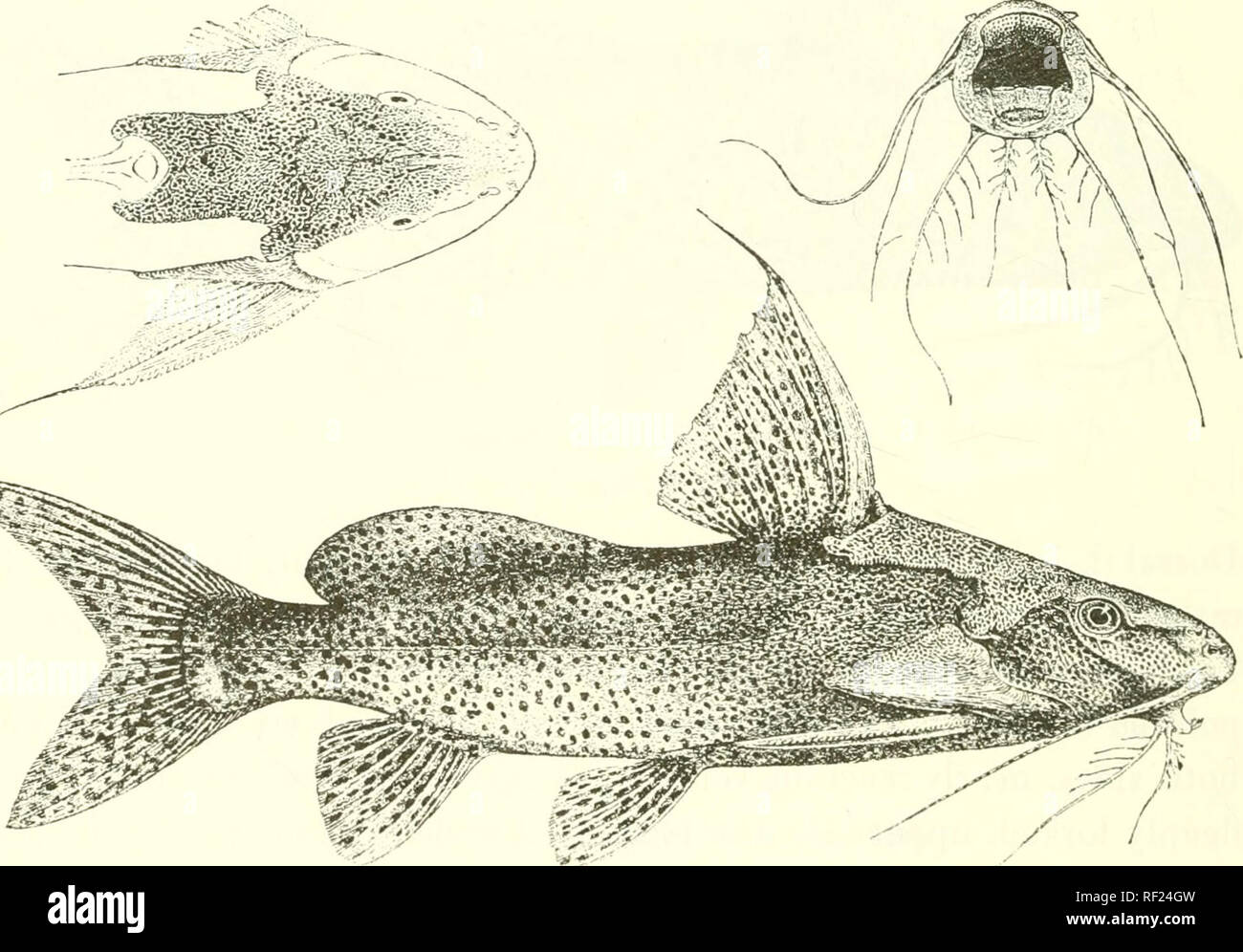 Synodontis melanostictus hi-res stock photography and images - Alamy