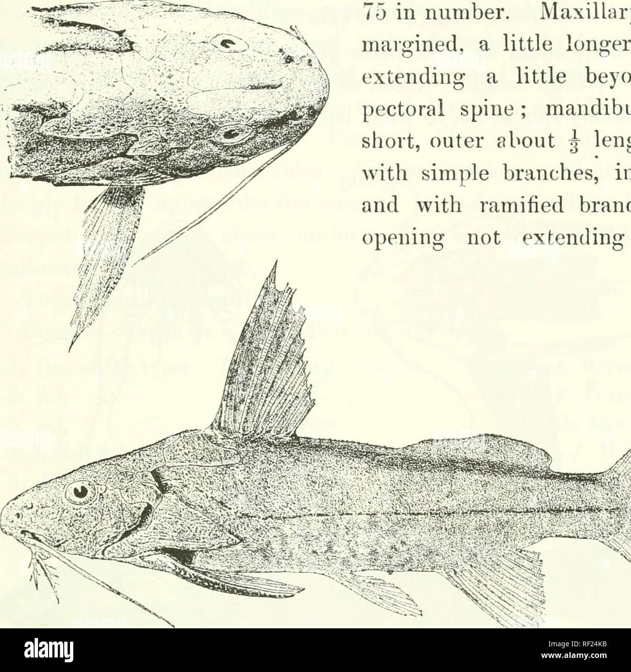 . Catalogue of the fresh-water fishes of Africa in the British Museum ...