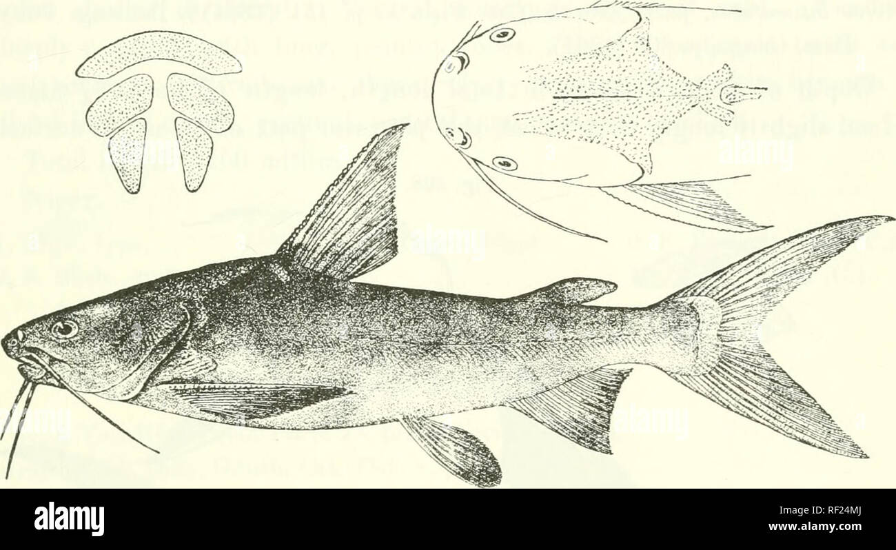 . Catalogue of the fresh-water fishes of Africa in the British Museum ...