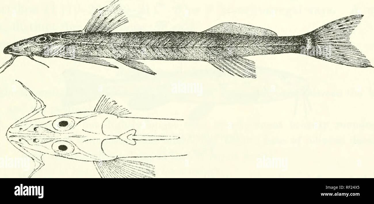 . Catalogue of the fresh-water fishes of Africa in the British Museum ...