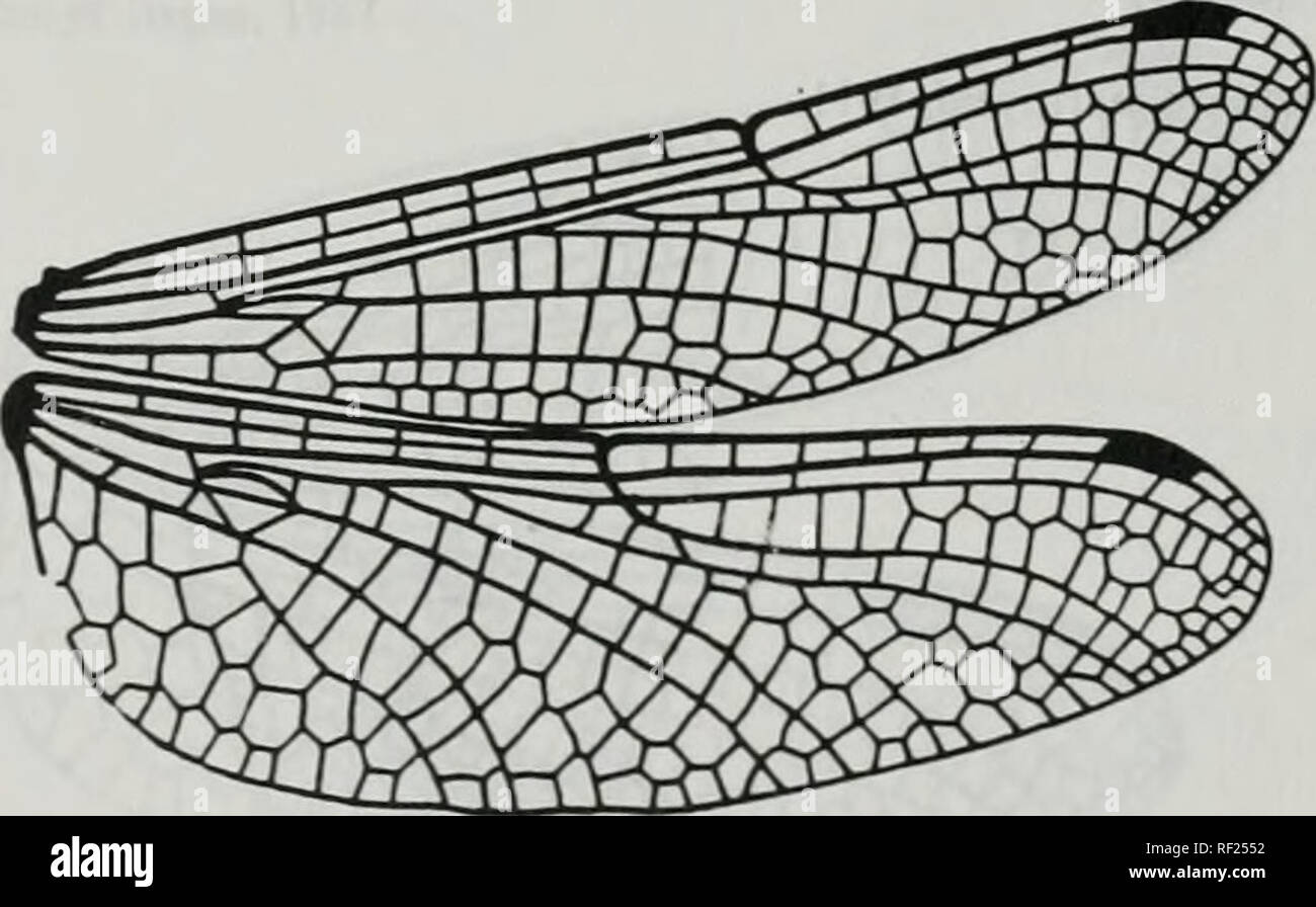 . Catalogue of the family-group, genus-group and species-group names of ...