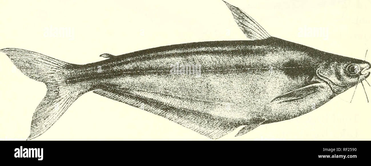 Maxillary barbel hi-res stock photography and images - Alamy