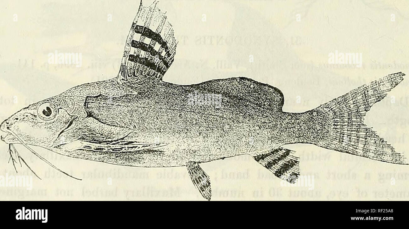 Maxillary barbel hi-res stock photography and images - Alamy