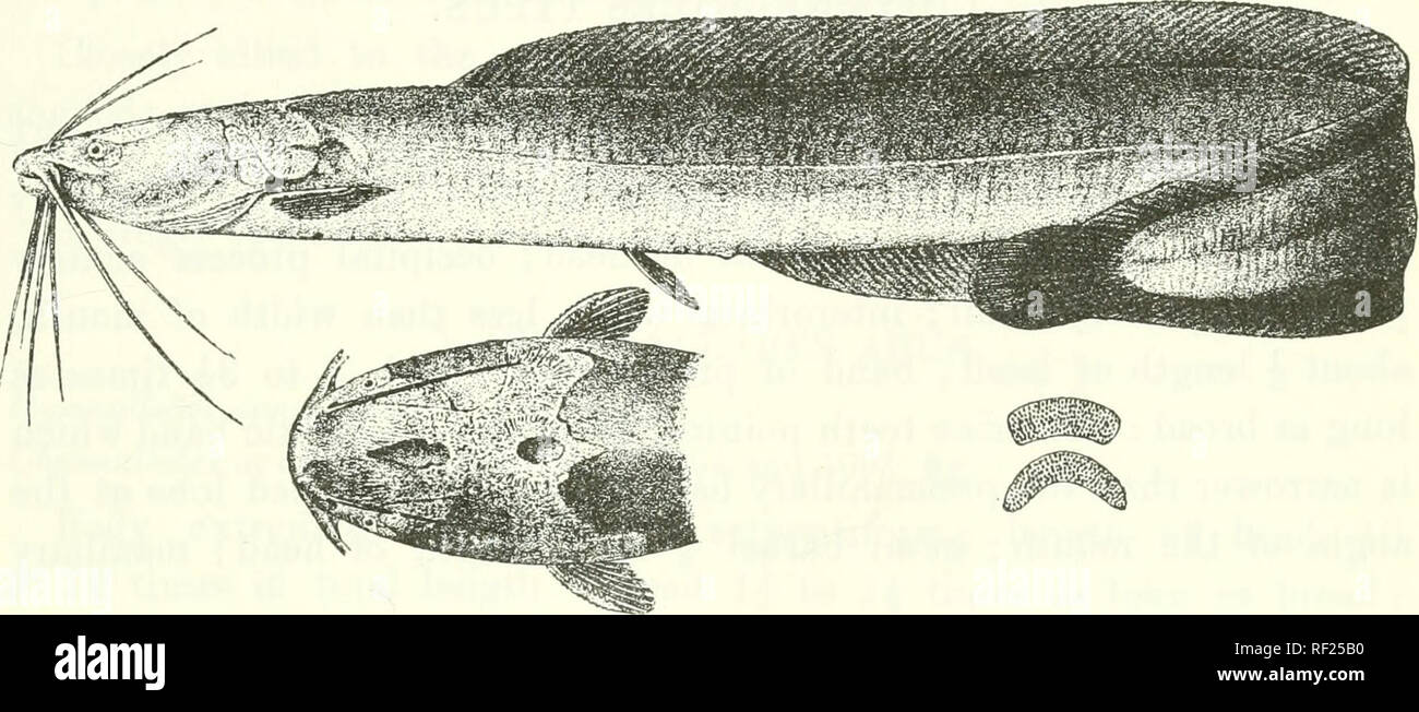 Maxillary barbel hi-res stock photography and images - Alamy