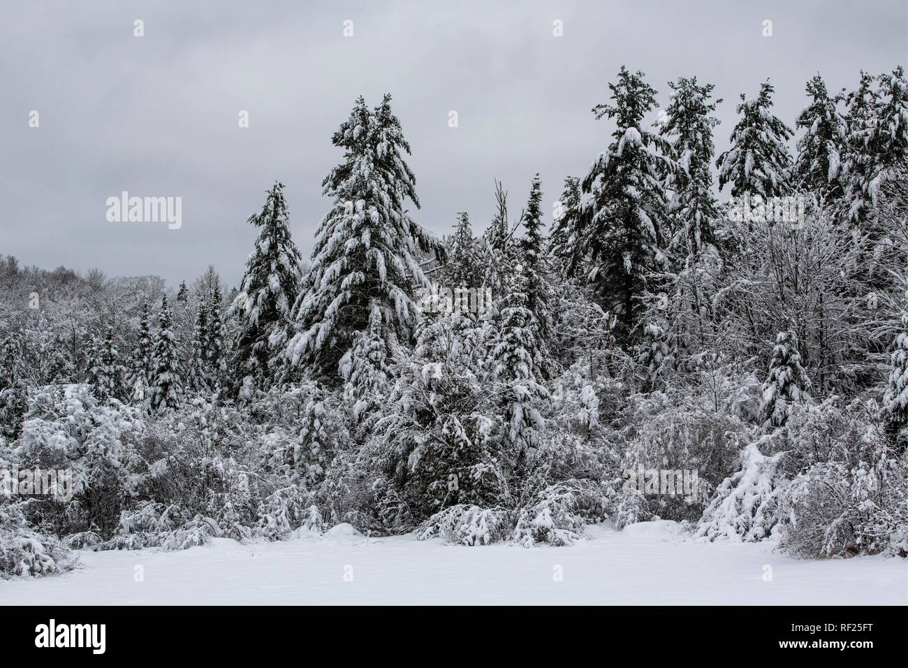Snowy forest on cloudy hi-res stock photography and images - Alamy