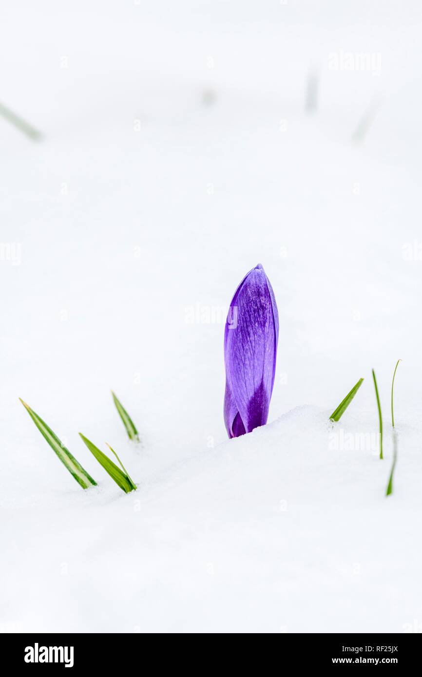 Purple crocus (Crocus vernus) in the snow, Germany Stock Photo - Alamy