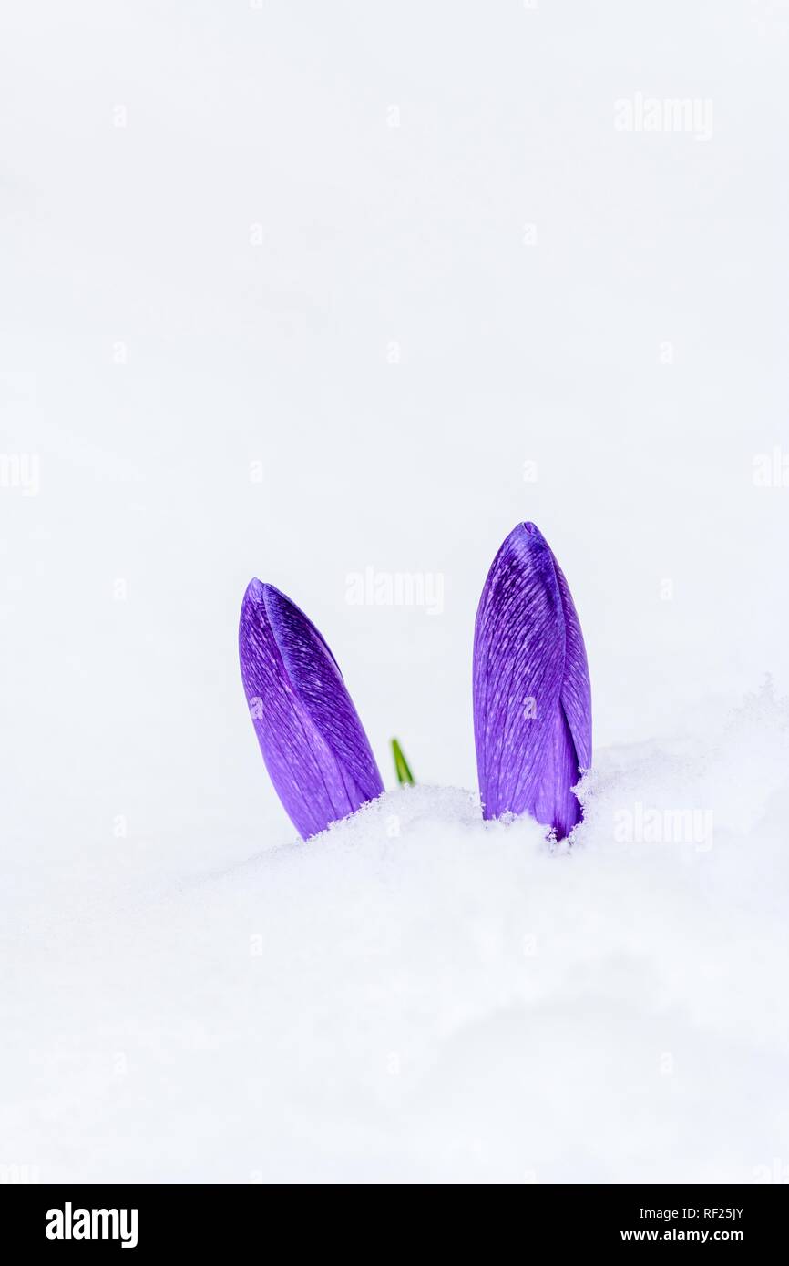Purple crocus (Crocus vernus) in the snow, Germany Stock Photo - Alamy