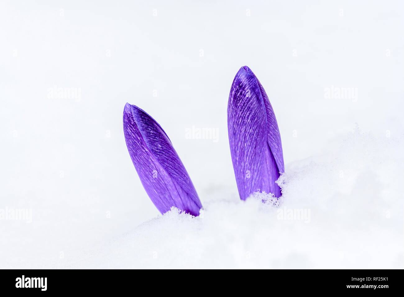 Purple crocus (Crocus vernus) in the snow, Germany Stock Photo - Alamy